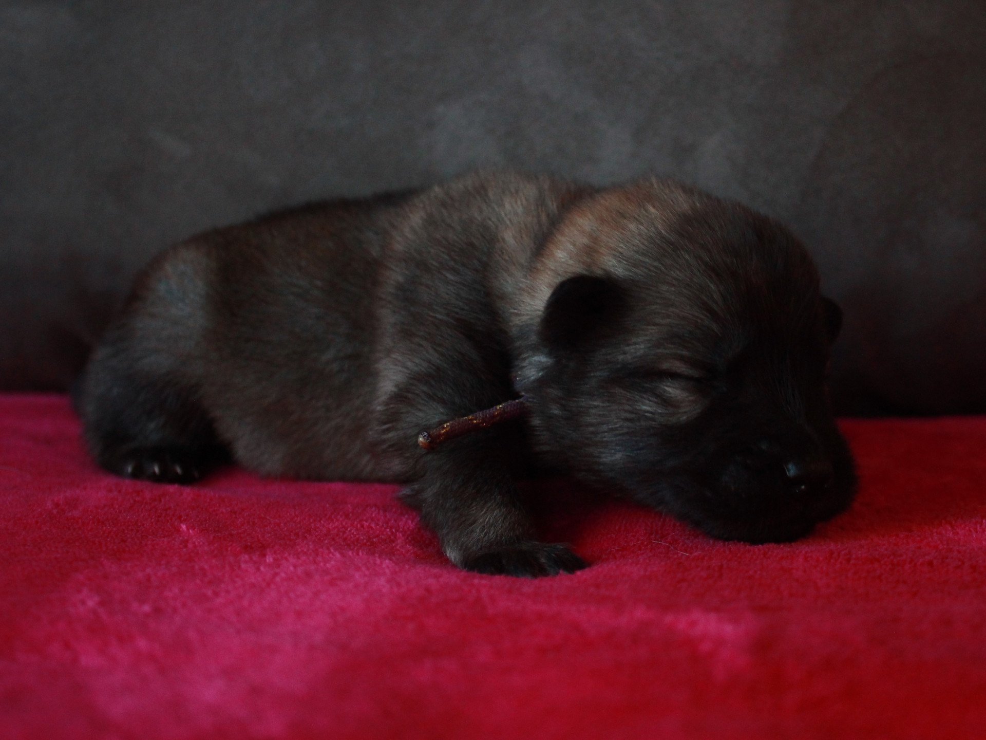 Ural Des Terres d'Orya - Chiot Eurasier Hérault