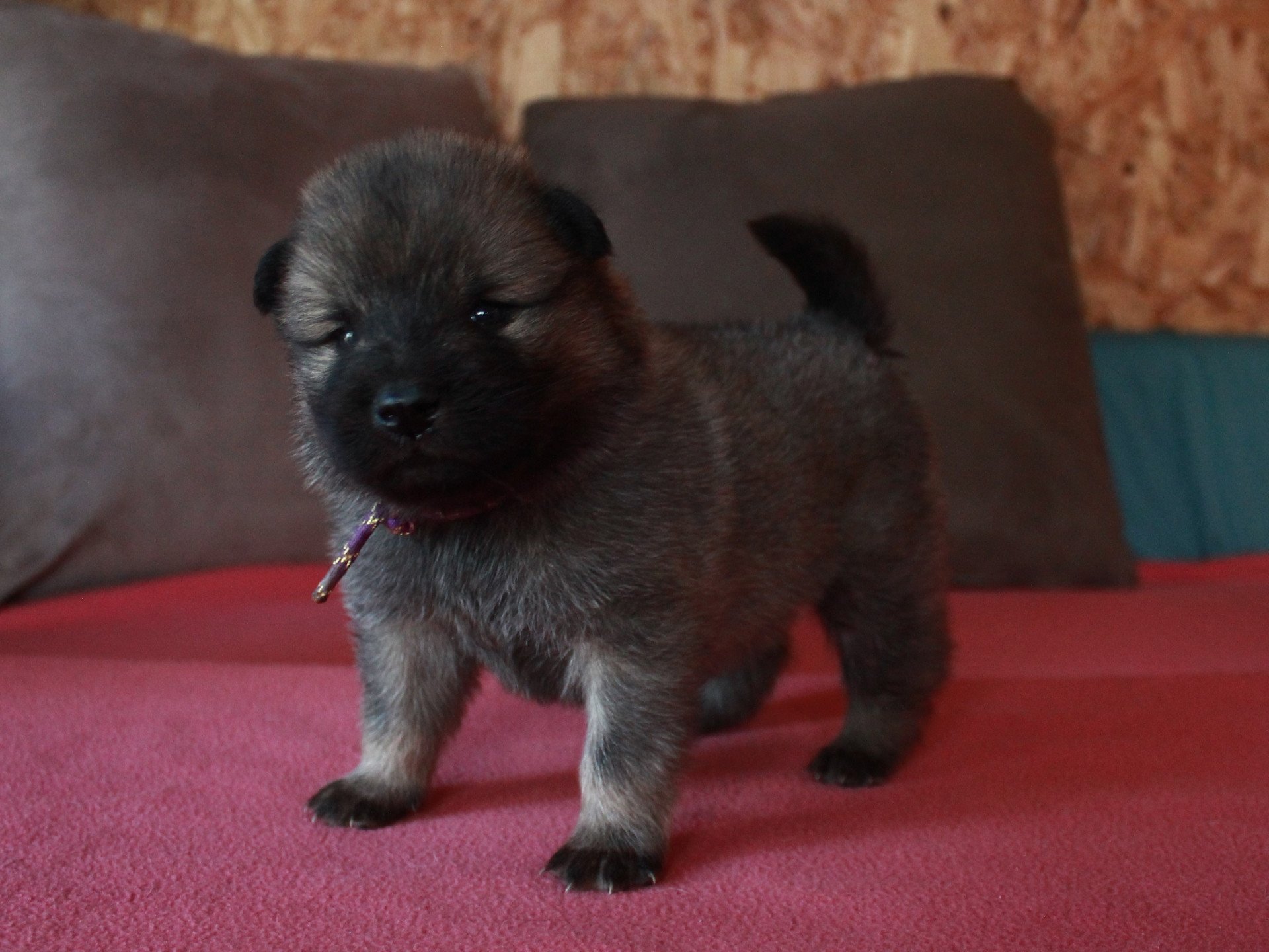 Ural Des Terres d'Orya - Chiot Eurasier Hérault