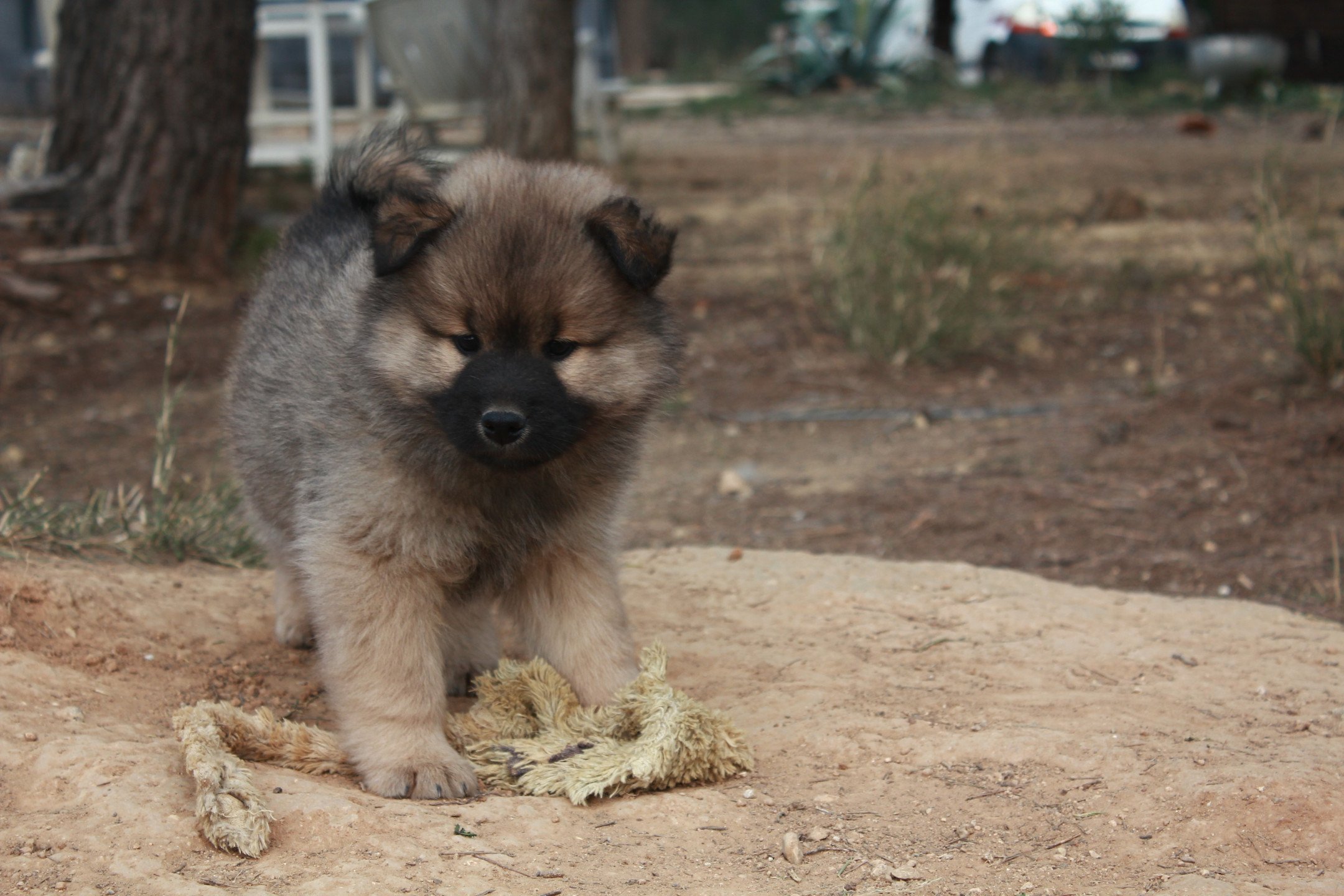 Ural Des Terres d'Orya - Chiot Eurasier Hérault