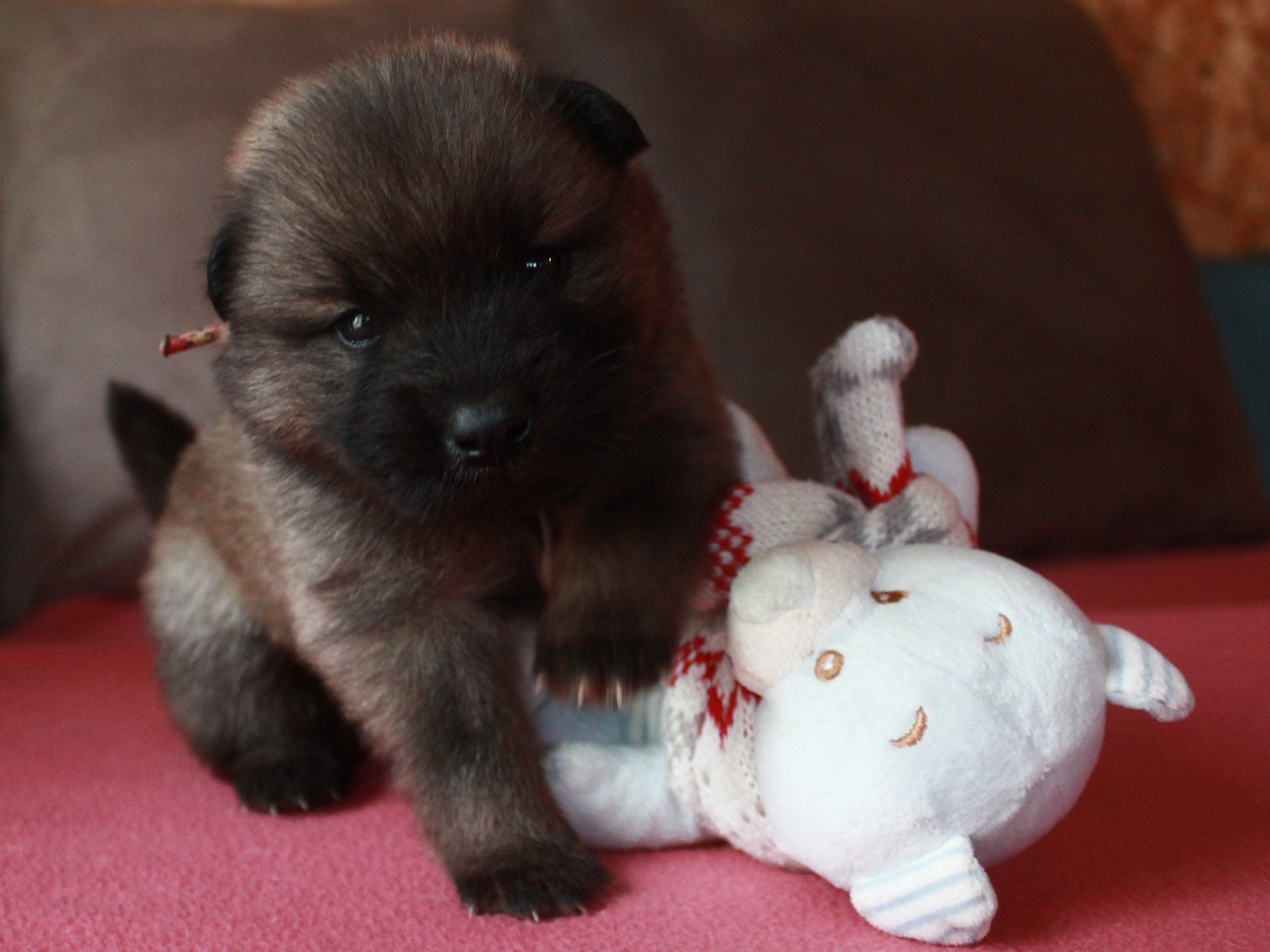 Collier Rouge - N&S Des Terres d'Orya - Chiot Eurasier Hérault
