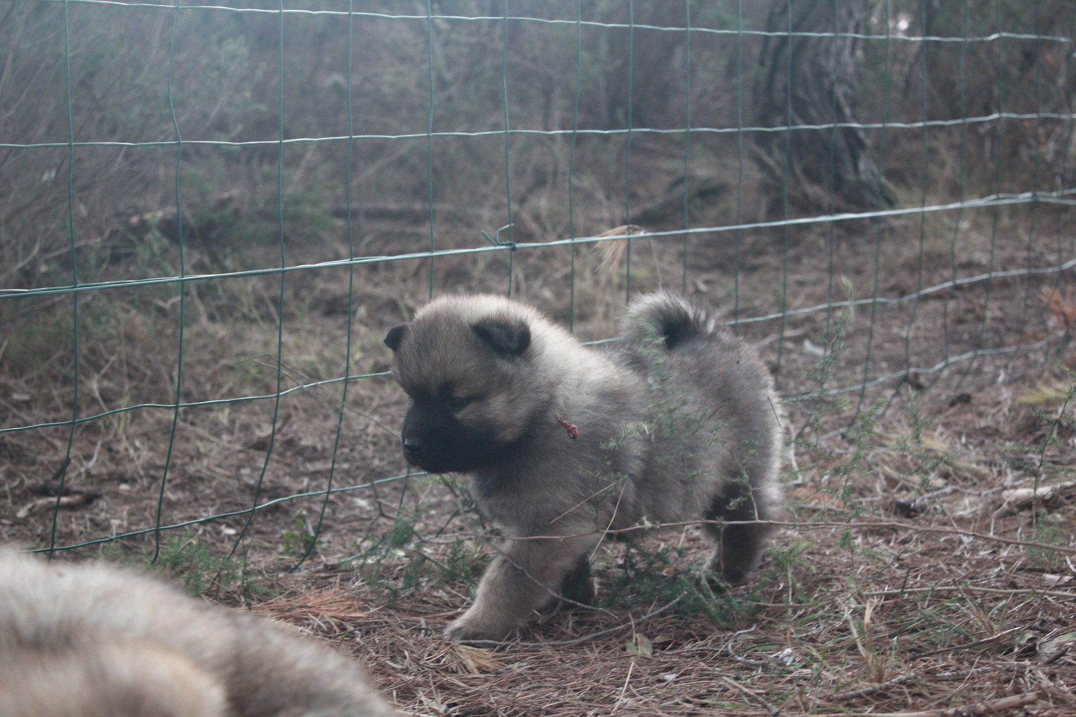 Collier Rouge - N&S Des Terres d'Orya - Chiot Eurasier Hérault