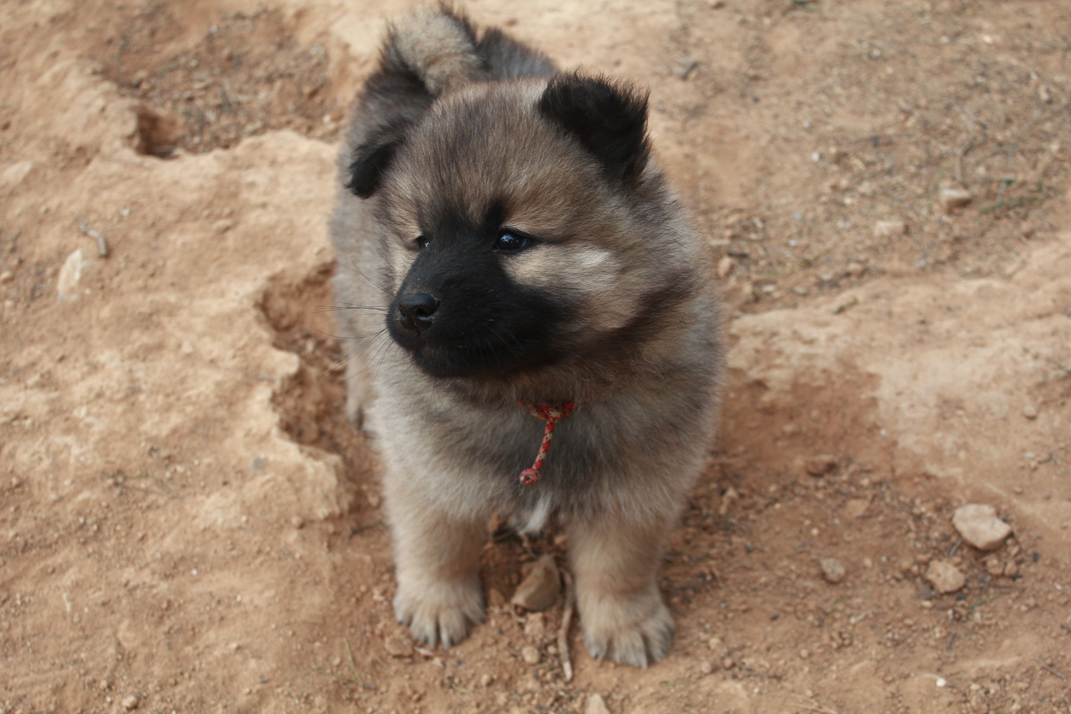 Collier Rouge - N&S Des Terres d'Orya - Chiot Eurasier Hérault
