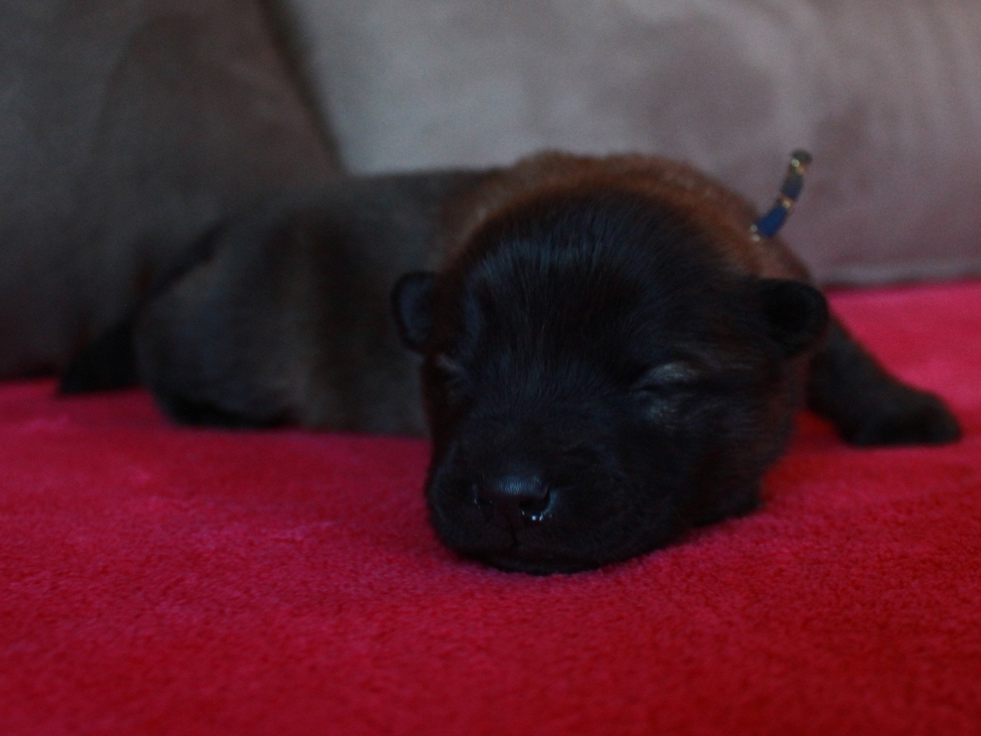 Ukko Des Terres d'Orya - Chiot Eurasier Hérault