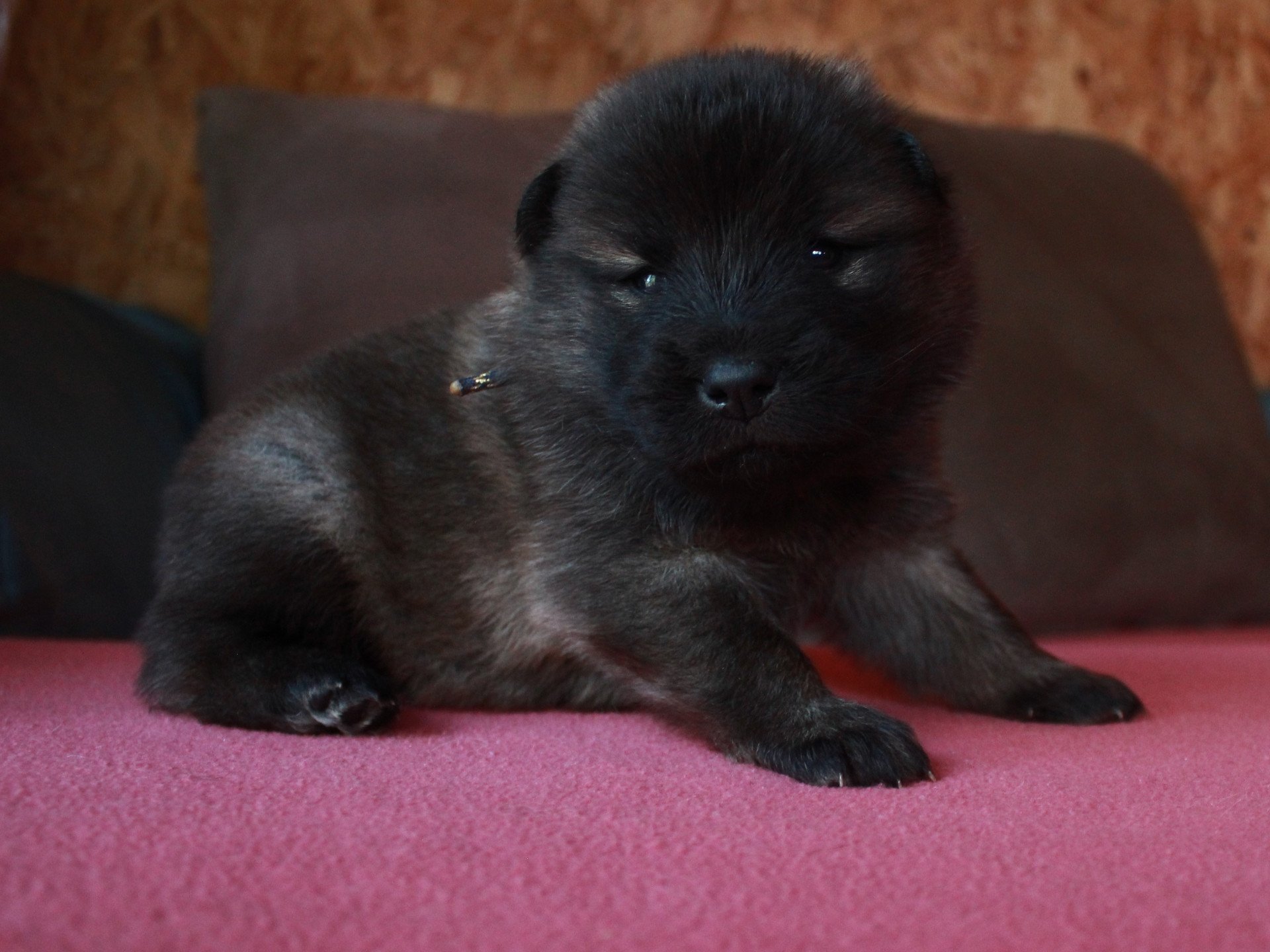 Ukko Des Terres d'Orya - Chiot Eurasier Hérault