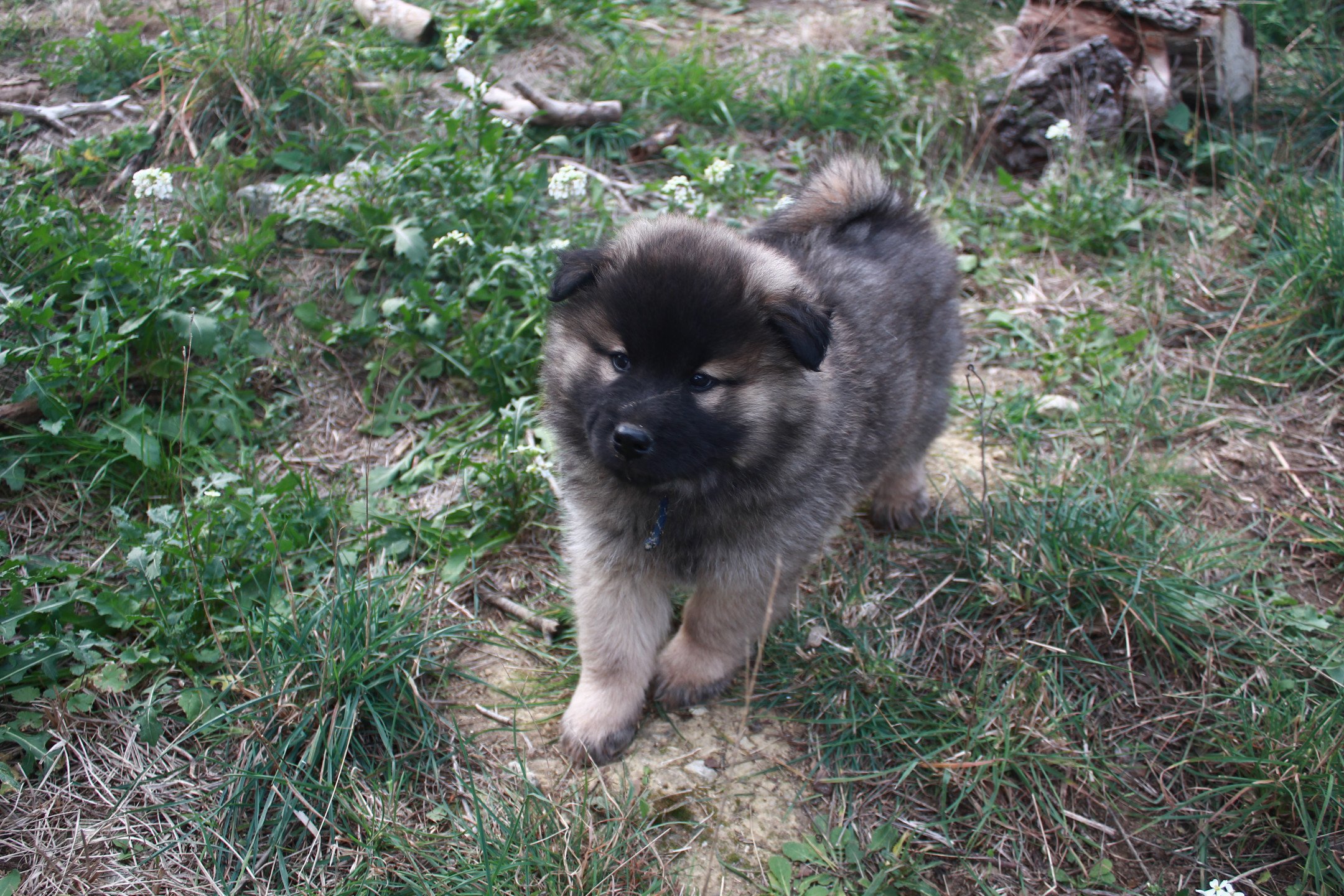 Ukko Des Terres d'Orya - Chiot Eurasier Hérault