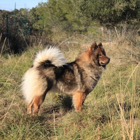 Élevage familial Eurasier | Élevage familial Eurasier
